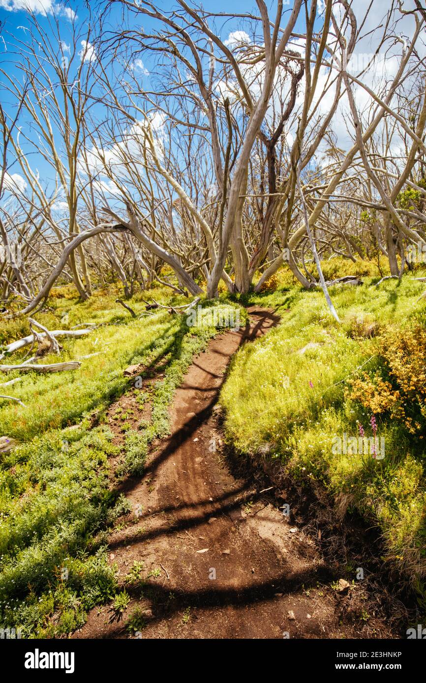 Berm flora hi-res stock photography and images - Alamy