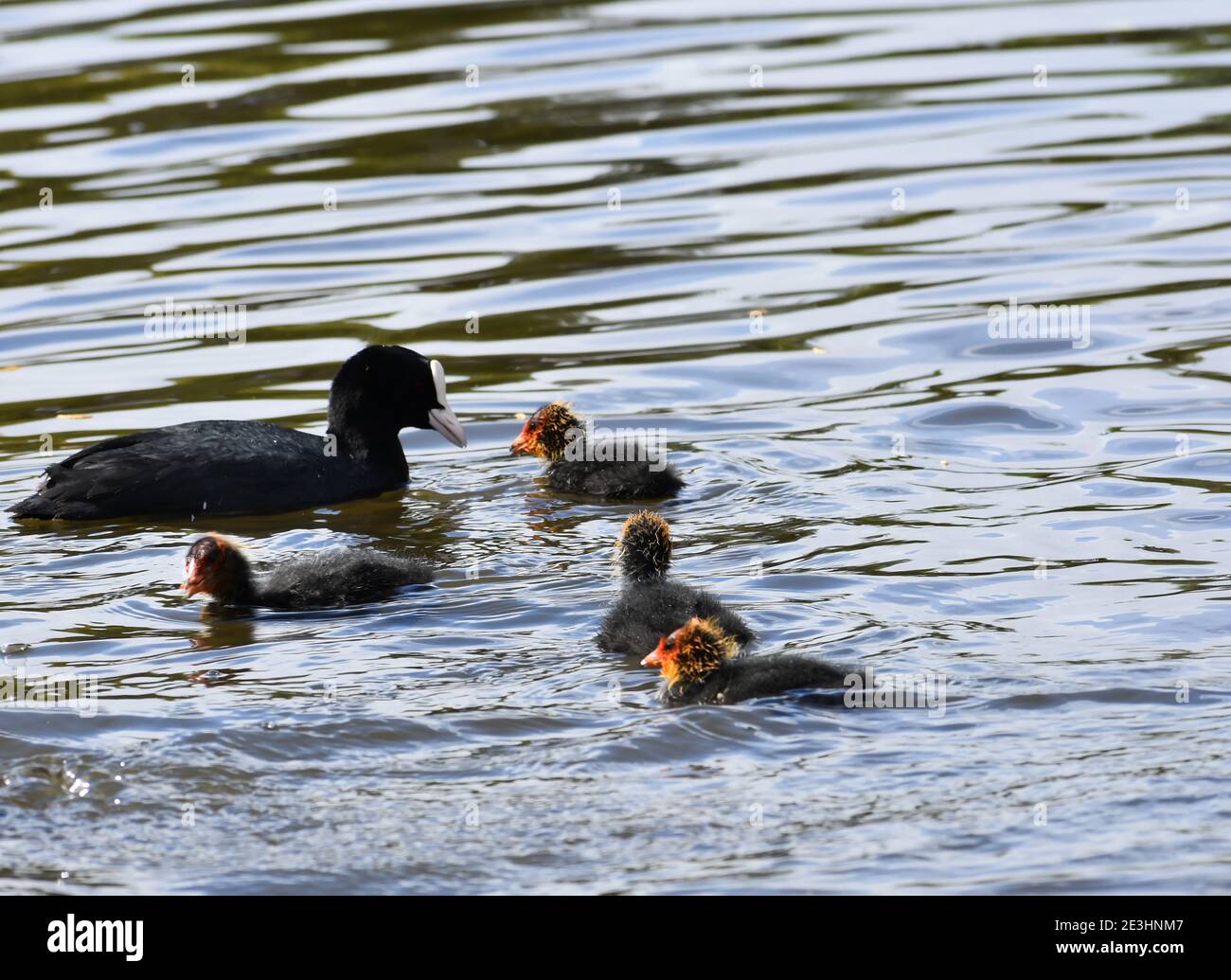 Beautiful birds at a local pond Stock Photo - Alamy