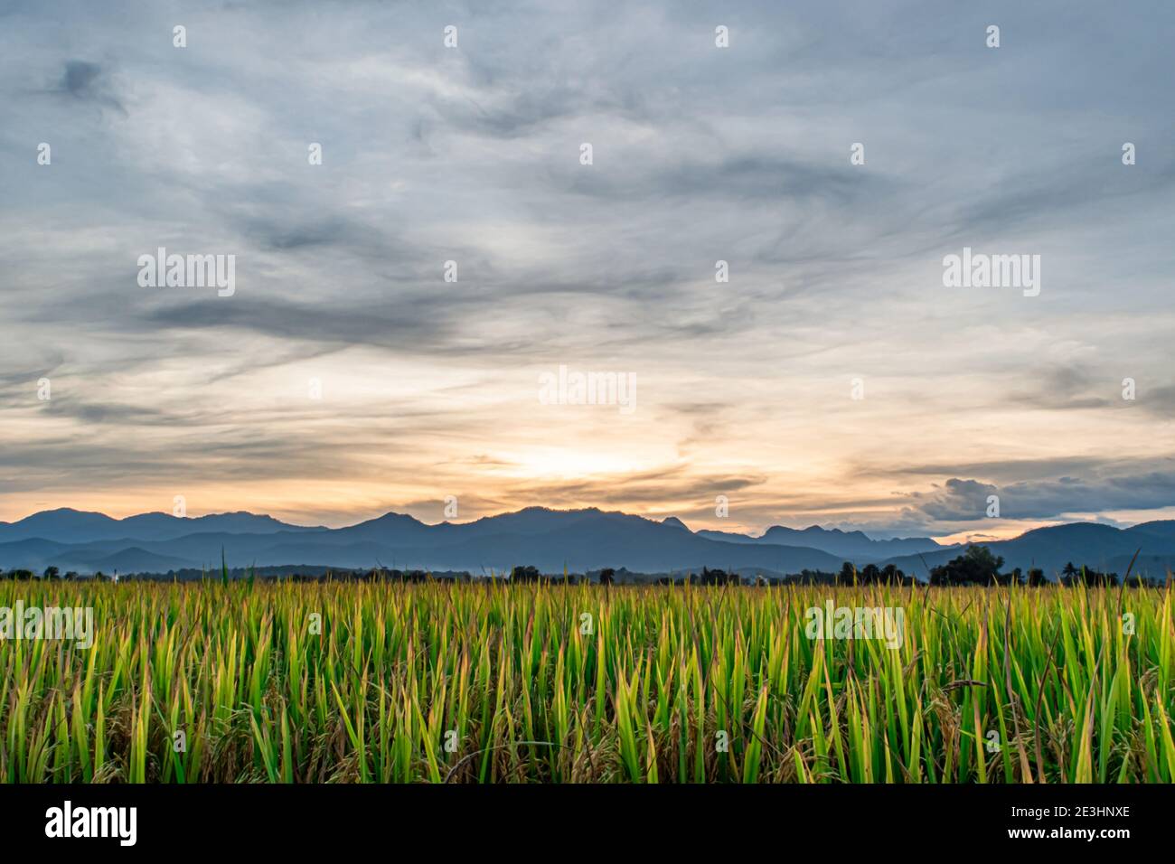 Rice field and sky background in the evening at sunset time Stock Photo ...