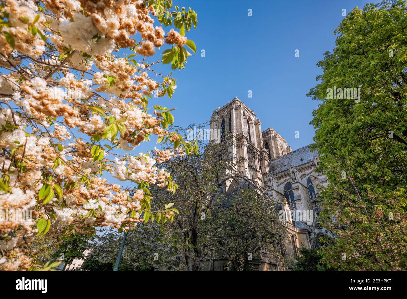 Paris, Notre Dame cathedral with spring trees in France Stock Photo - Alamy