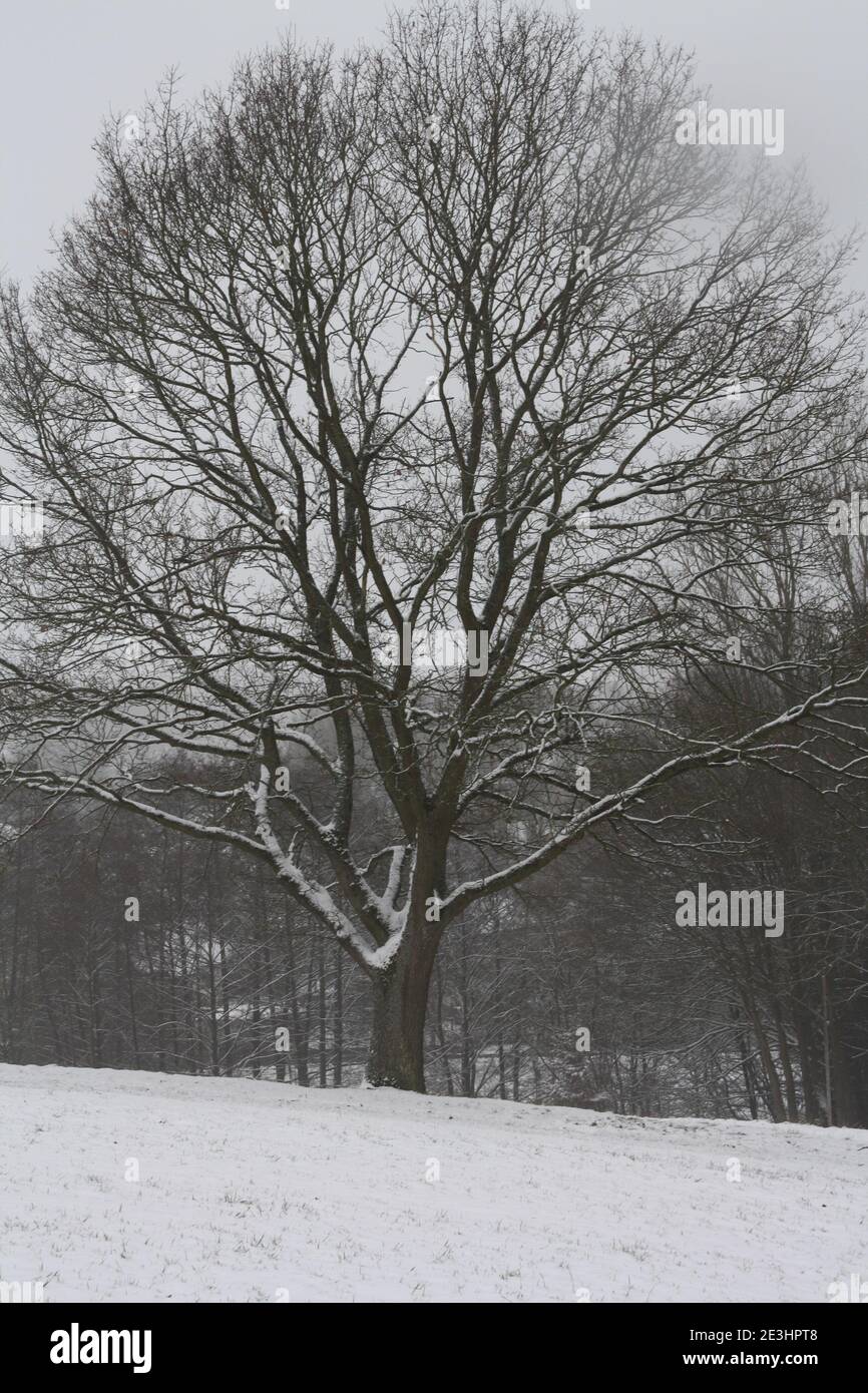 Snow capped tree hi-res stock photography and images - Alamy