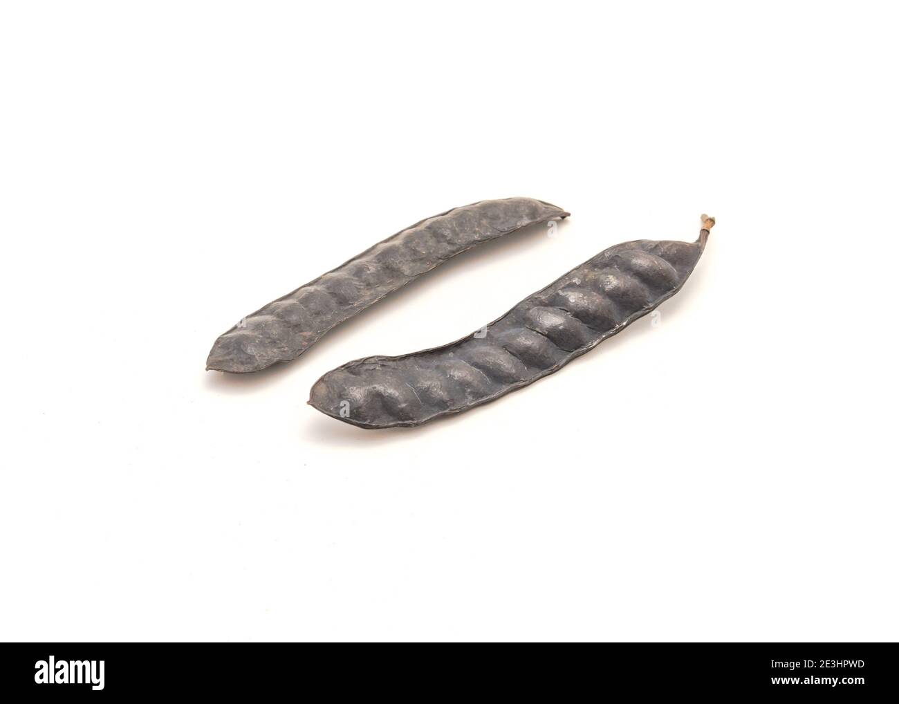 Two Albizia lebbeck long flat and dry pods with seed inside isolated on ...