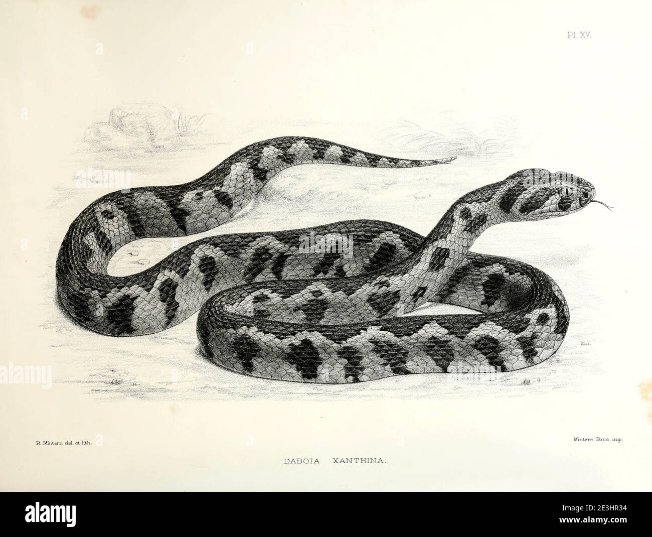 Daboia xanthina hi-res stock photography and images - Alamy