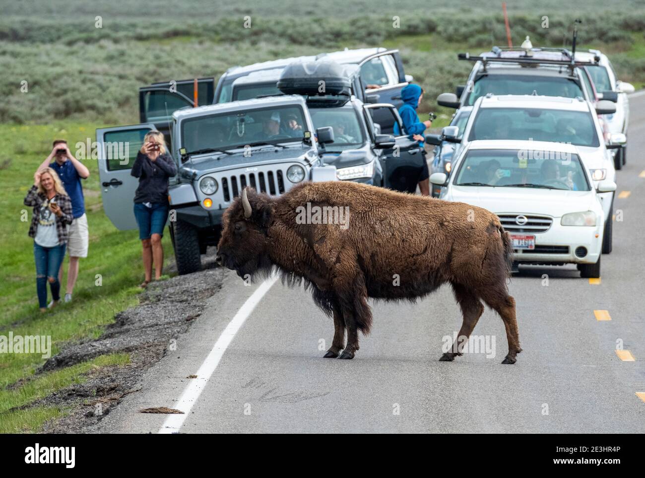North American Bison cause a traffic jam as they cross the main road ...
