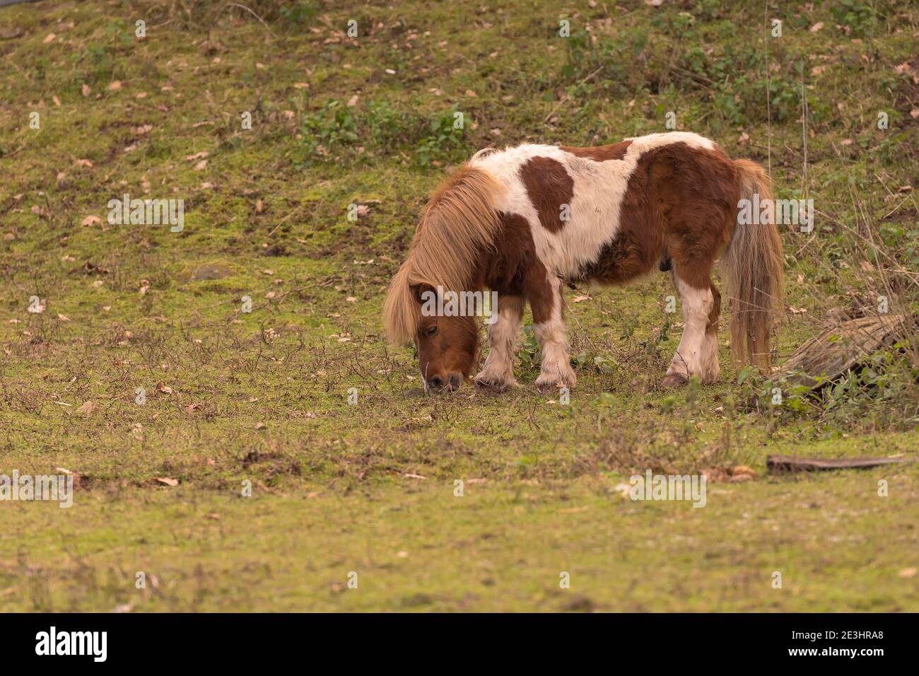 Little pony eating hay out in the nature Stock Photo - Alamy