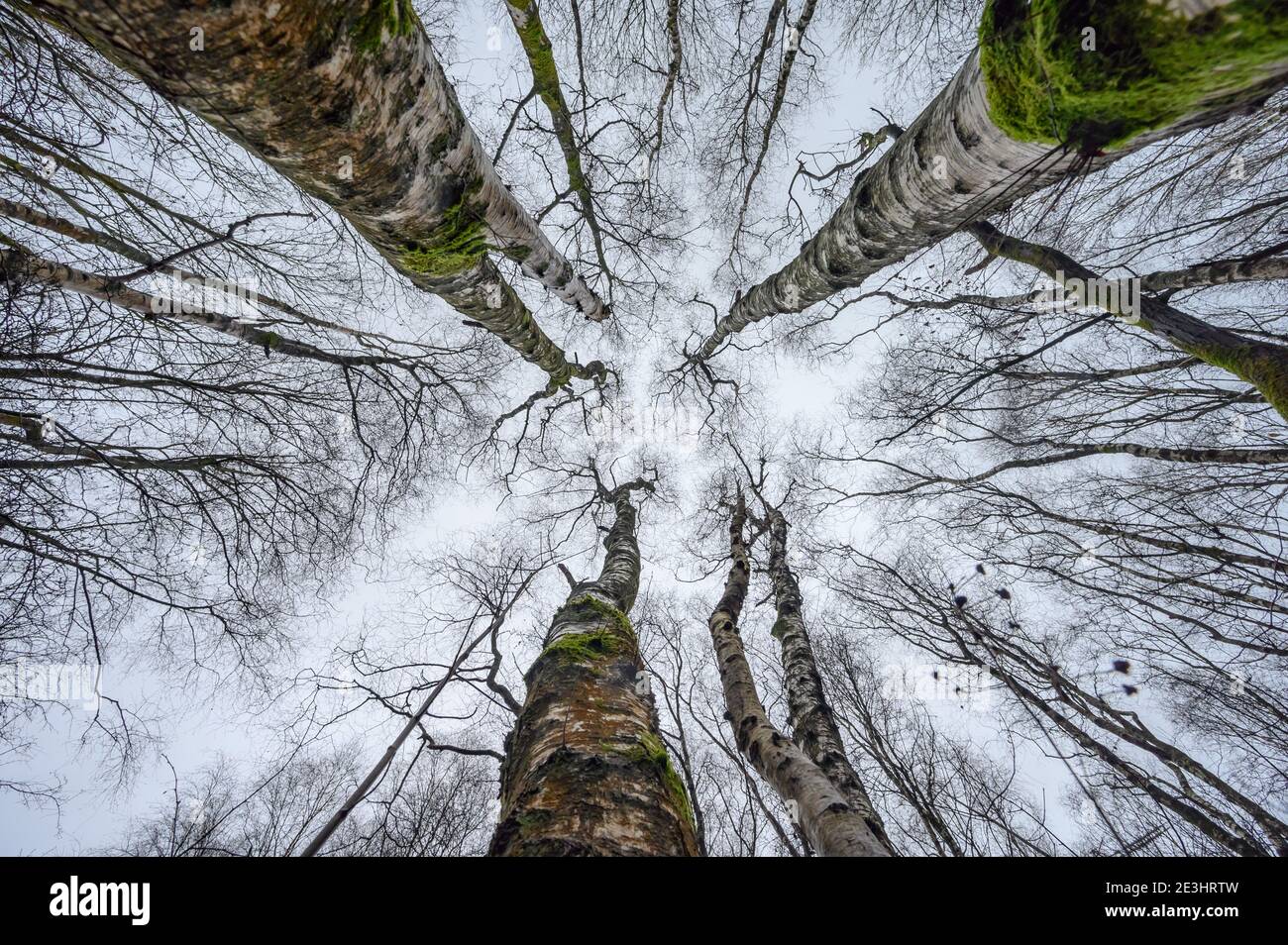 Birch trees - Clifton Country Park, Salford, Manchester Stock Photo - Alamy