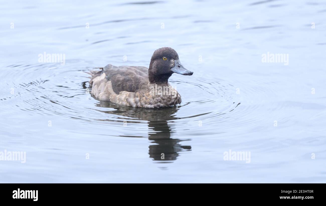 Tufted Duck - Clifton Country Park, Salford, Manchester Stock Photo - Alamy