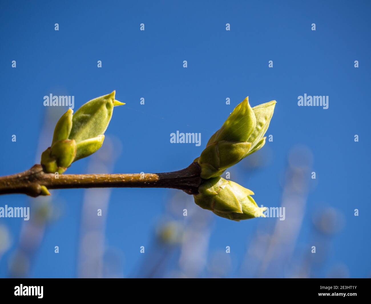 Fresh buds of spring hi-res stock photography and images - Alamy
