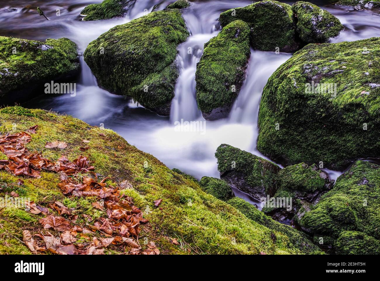 Mossy forest bed hi-res stock photography and images - Alamy