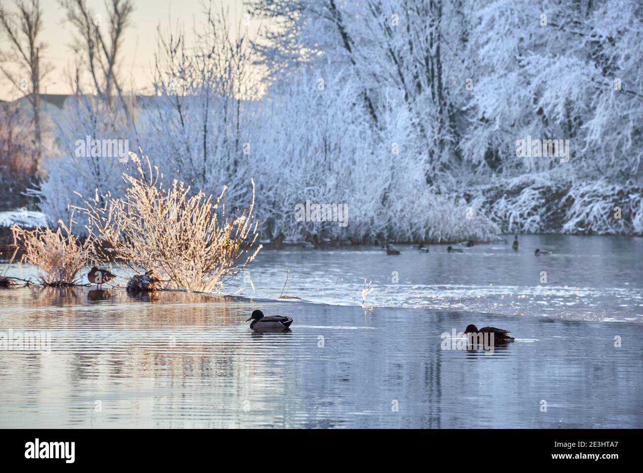 The Mallard is a species of anseriform bird from the Anatidae family. A ...