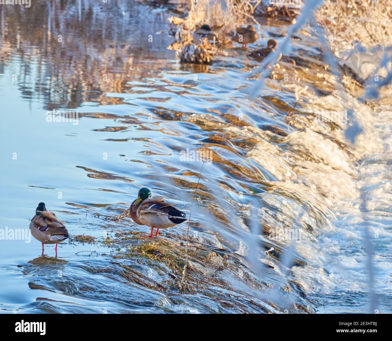 The Mallard is a species of anseriform bird from the Anatidae family ...