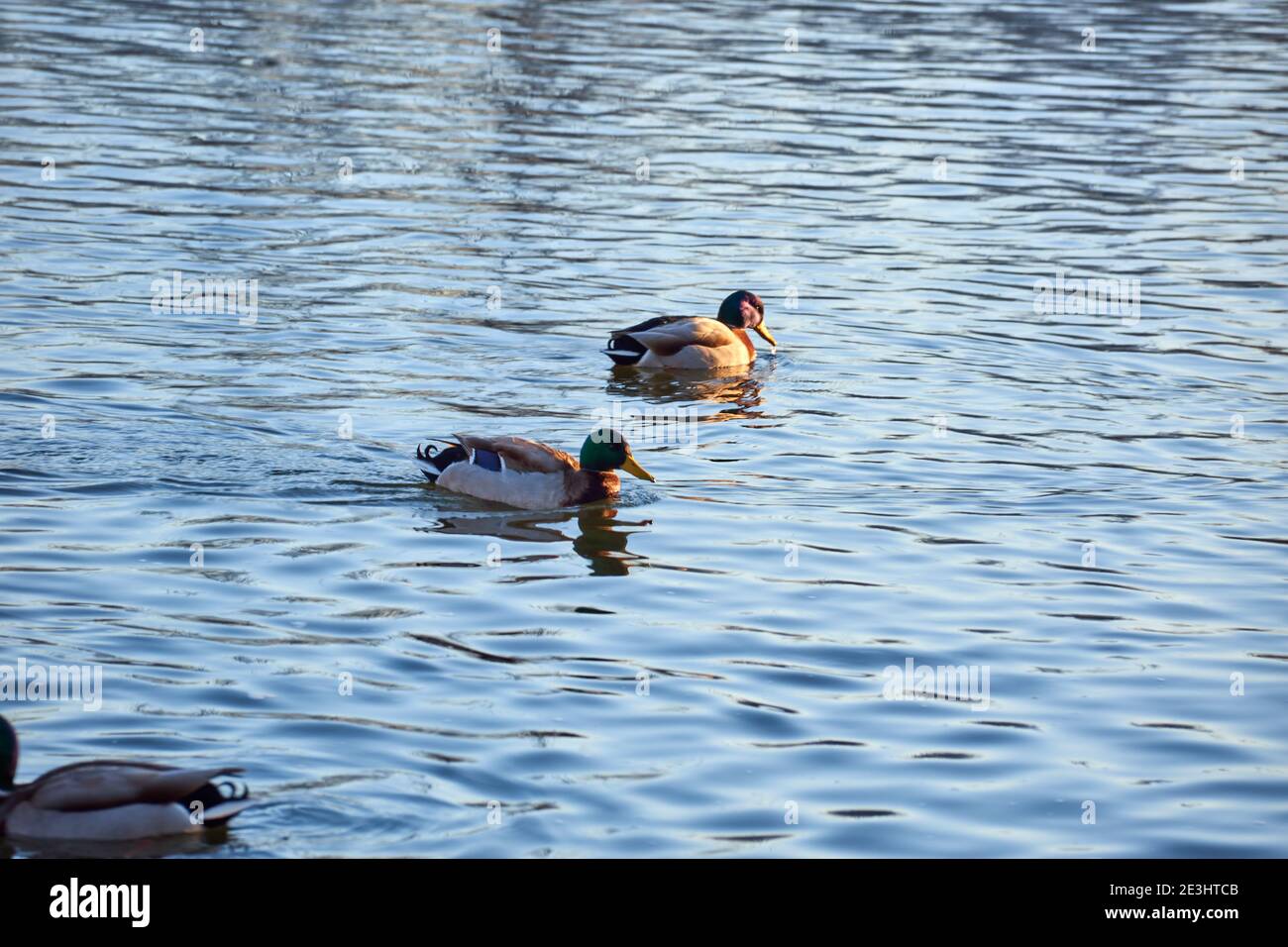 The Mallard is a species of anseriform bird from the Anatidae family. A ...