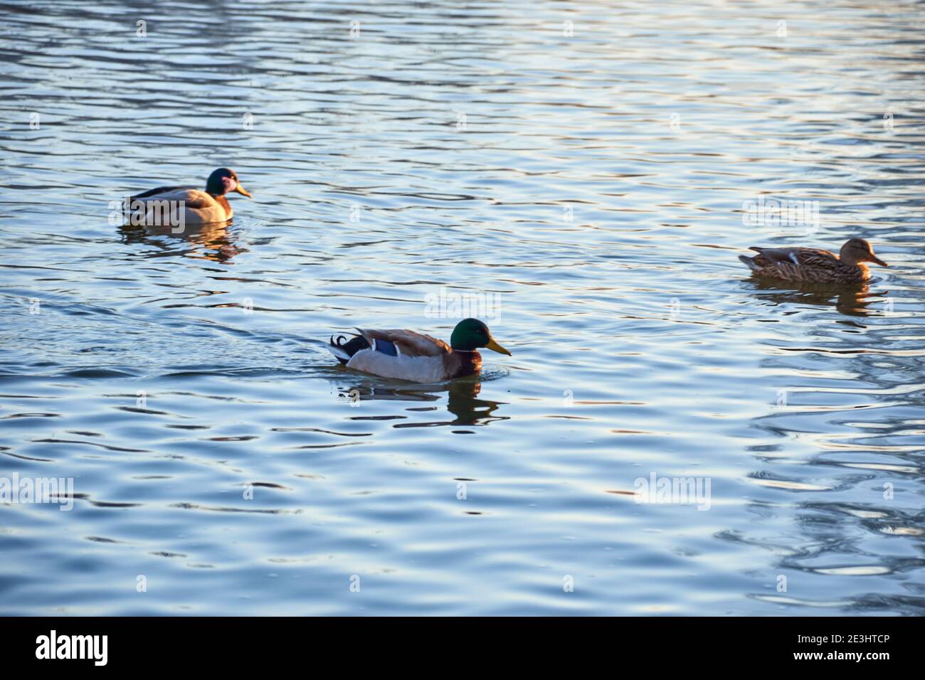 The Mallard is a species of anseriform bird from the Anatidae family. A ...