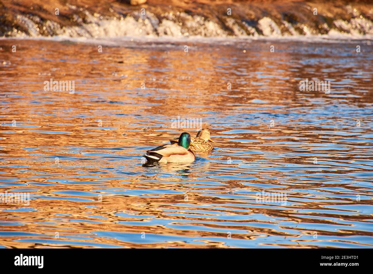 The Mallard Anas platyrhynchos is a species of anseriform bird of the ...