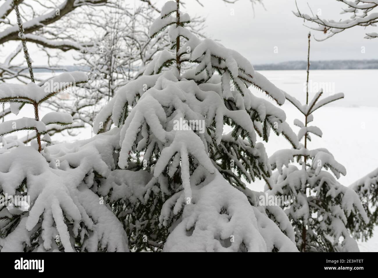 Fir trees, snow on beautiful natural winter snowdrift Stock Photo - Alamy