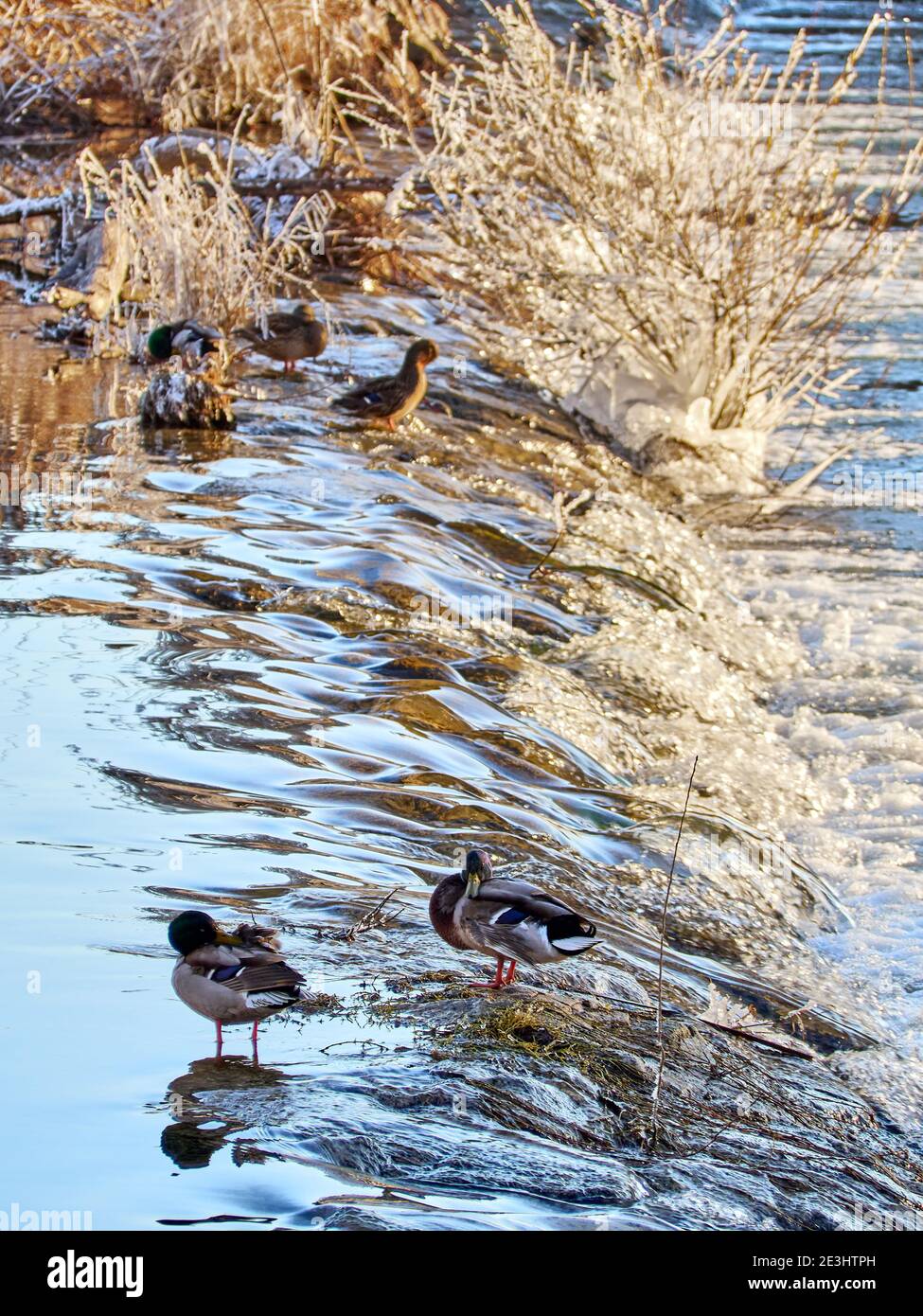 The Mallard Anas platyrhynchos is a species of anseriform bird from the ...