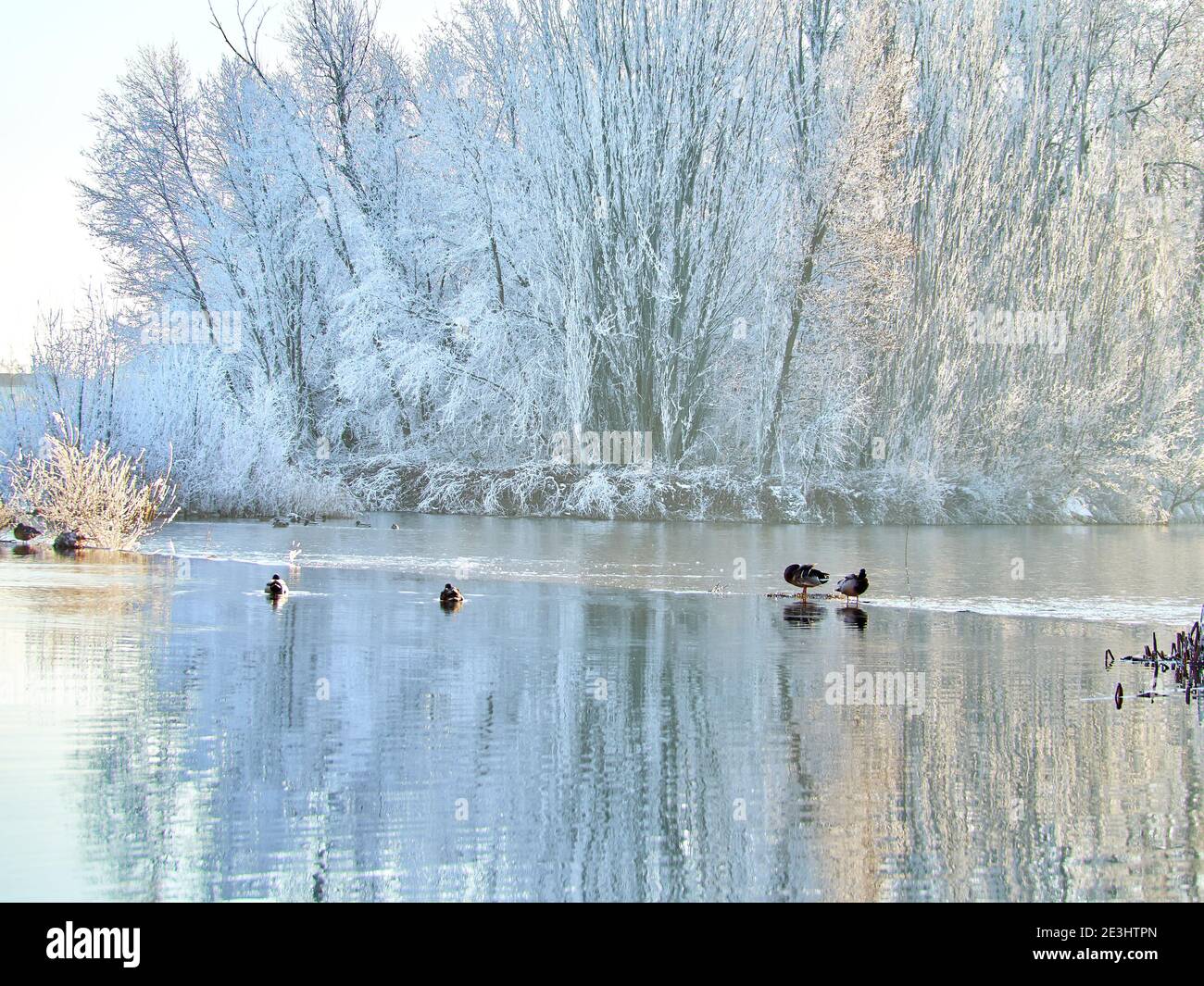 The Mallard is a species of gossamer in the Anatidae family. A pair of ...