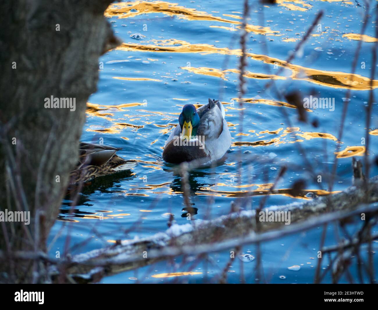 The Mallard Anas platyrhynchos is a species of anseriform bird from the ...