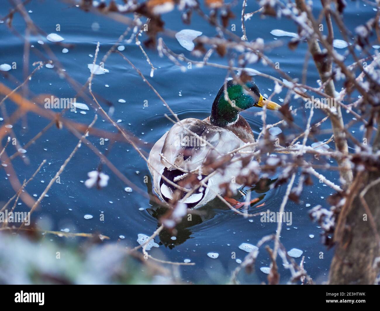 Selected focus. The Mallard Anas platyrhynchos is a species of ...