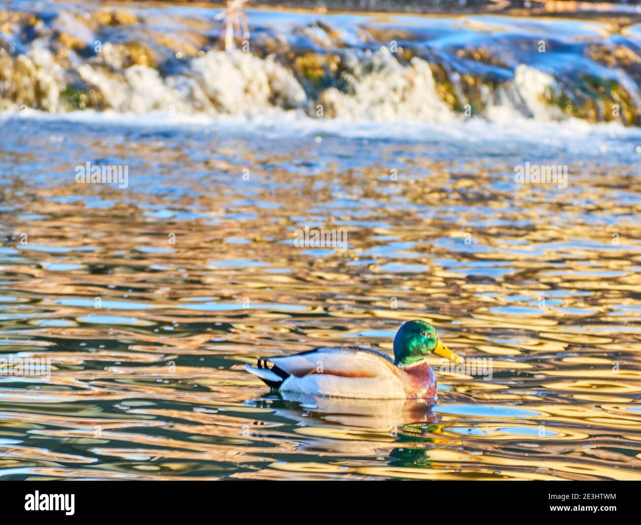 Selected focus. The Mallard Anas platyrhynchos is a species of ...