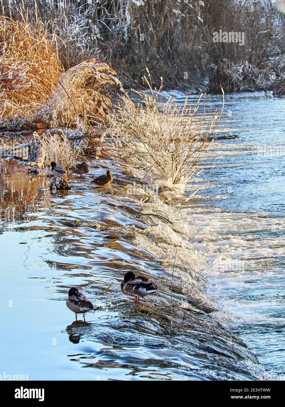 The Mallard Anas platyrhynchos is a species of anseriform bird from the ...