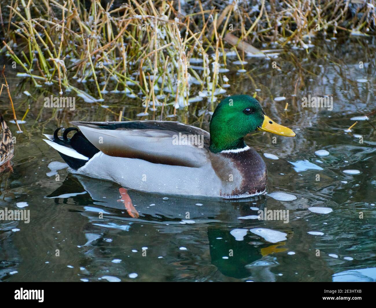 Selected focus. The Mallard Anas platyrhynchos is a species of ...