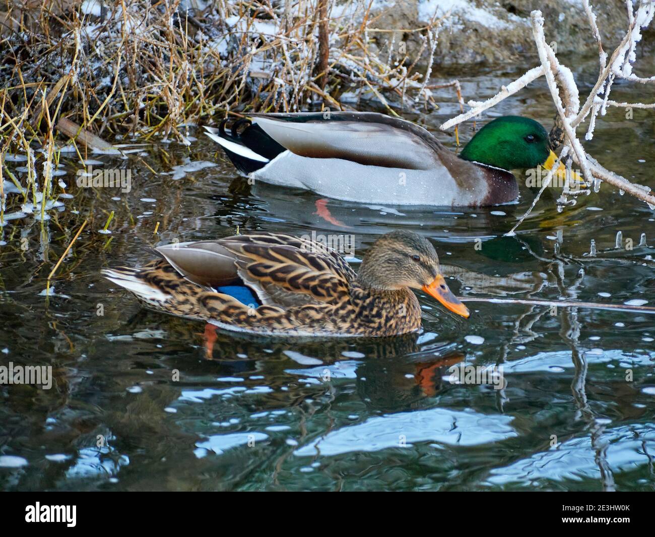 Domestic ducks ice hi-res stock photography and images - Alamy