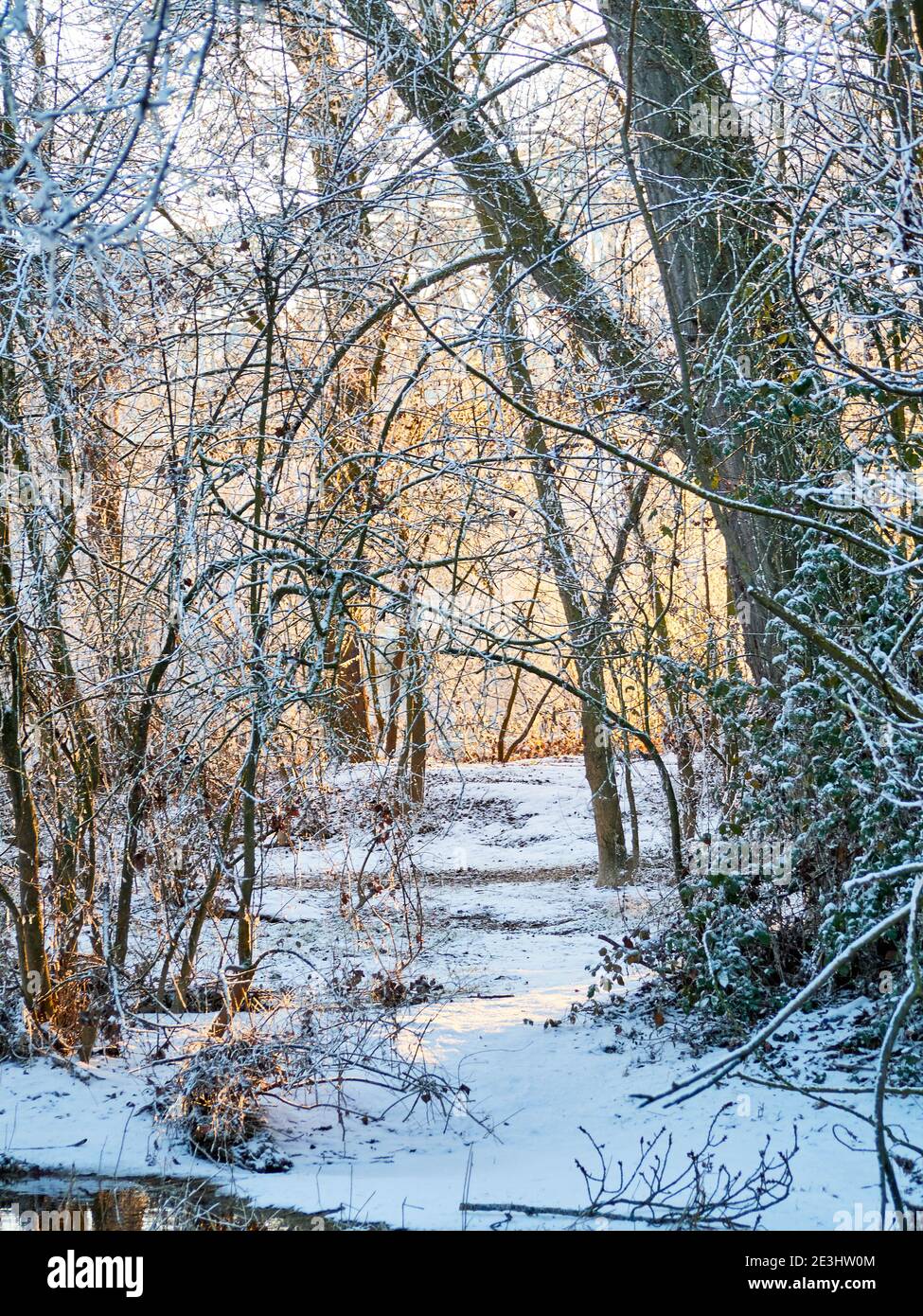 Snowy river bank. Winter sunset of the frozen forest and a river ...