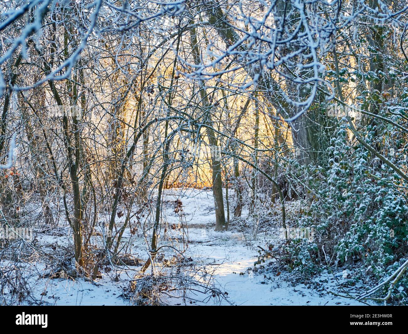 Snowy river bank. Winter sunset of the frozen forest and a river ...