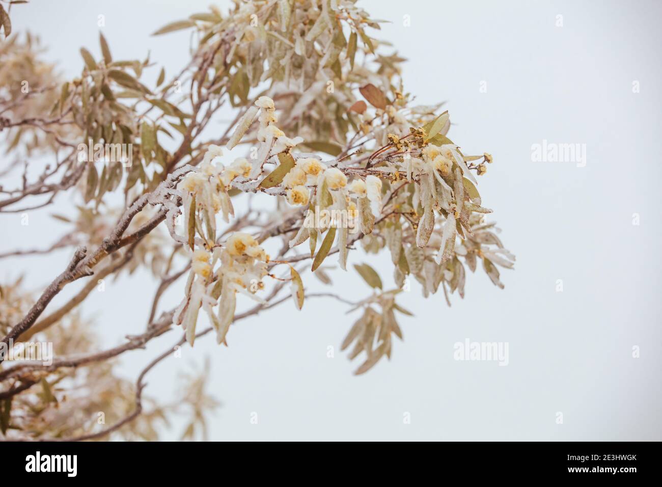 Summer snow storm hi-res stock photography and images - Alamy