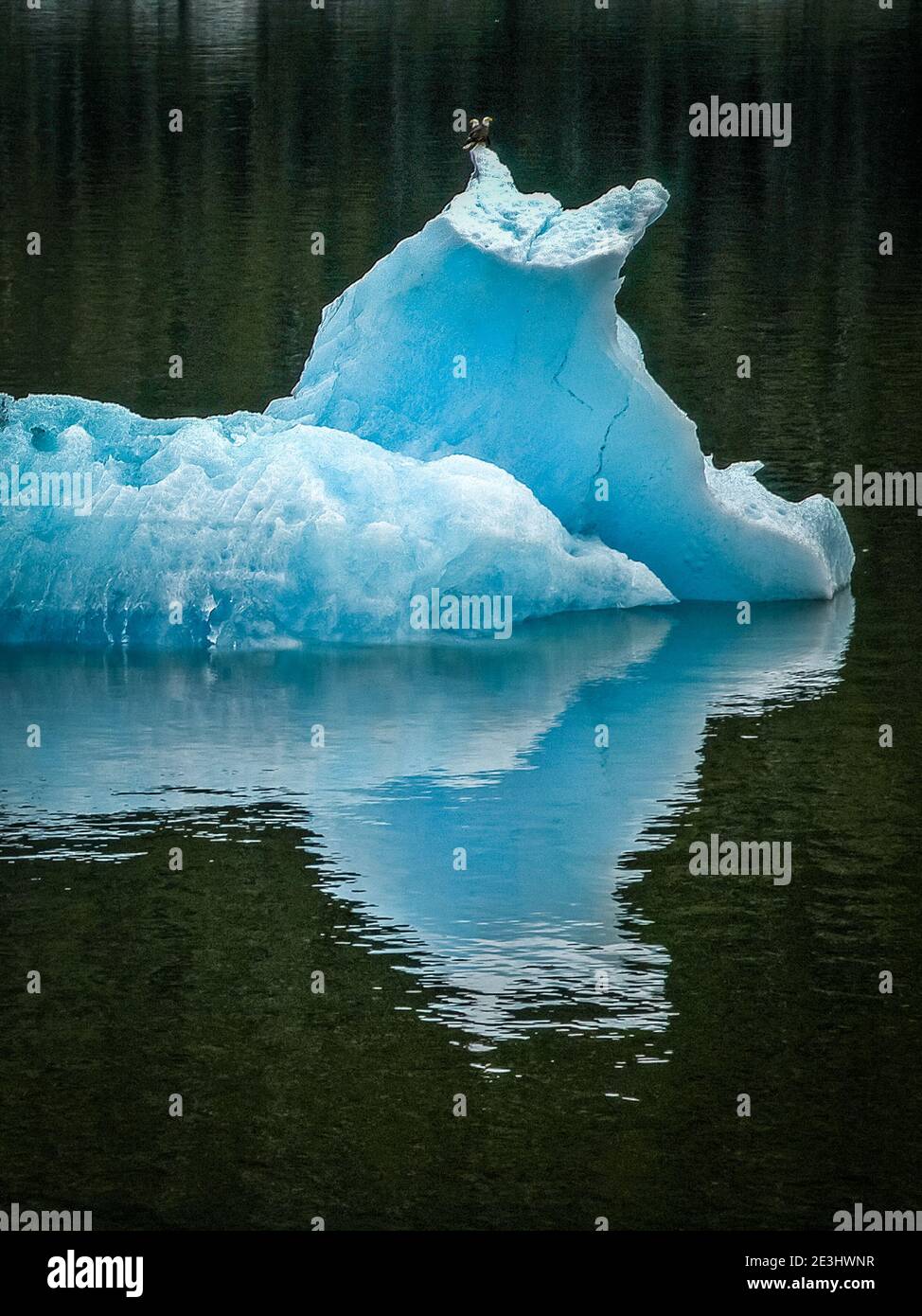 A blue iceberg in the Inside Passage in Alaska with two bald eagles ...