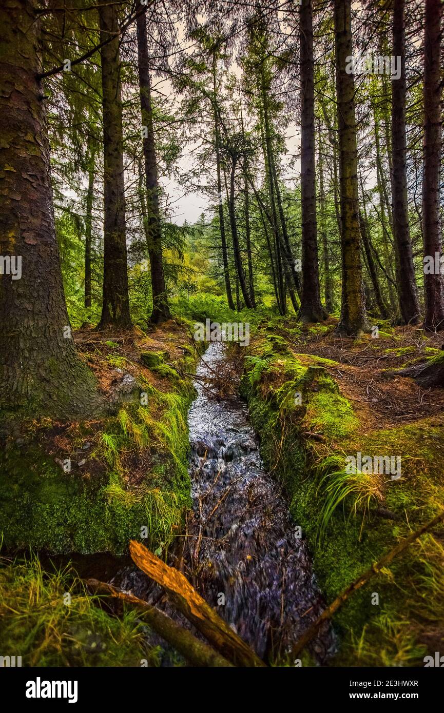 A stream running through woodland in Scotland Stock Photo - Alamy