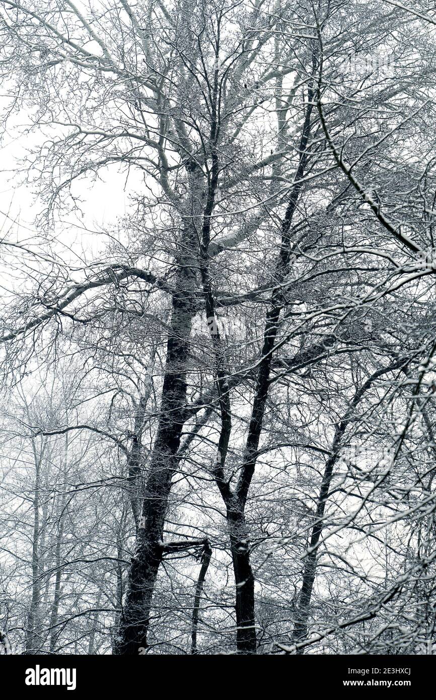 Tall aspen trees covered with fresh snow on white background in winter ...