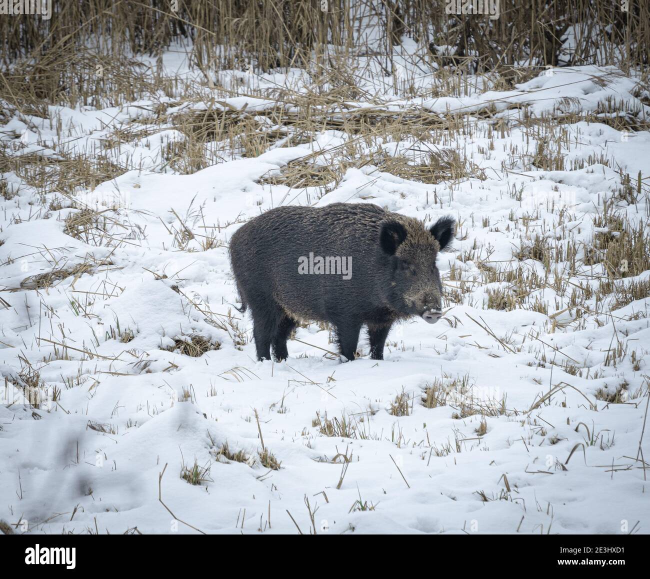 wild boar in a field Stock Photo - Alamy