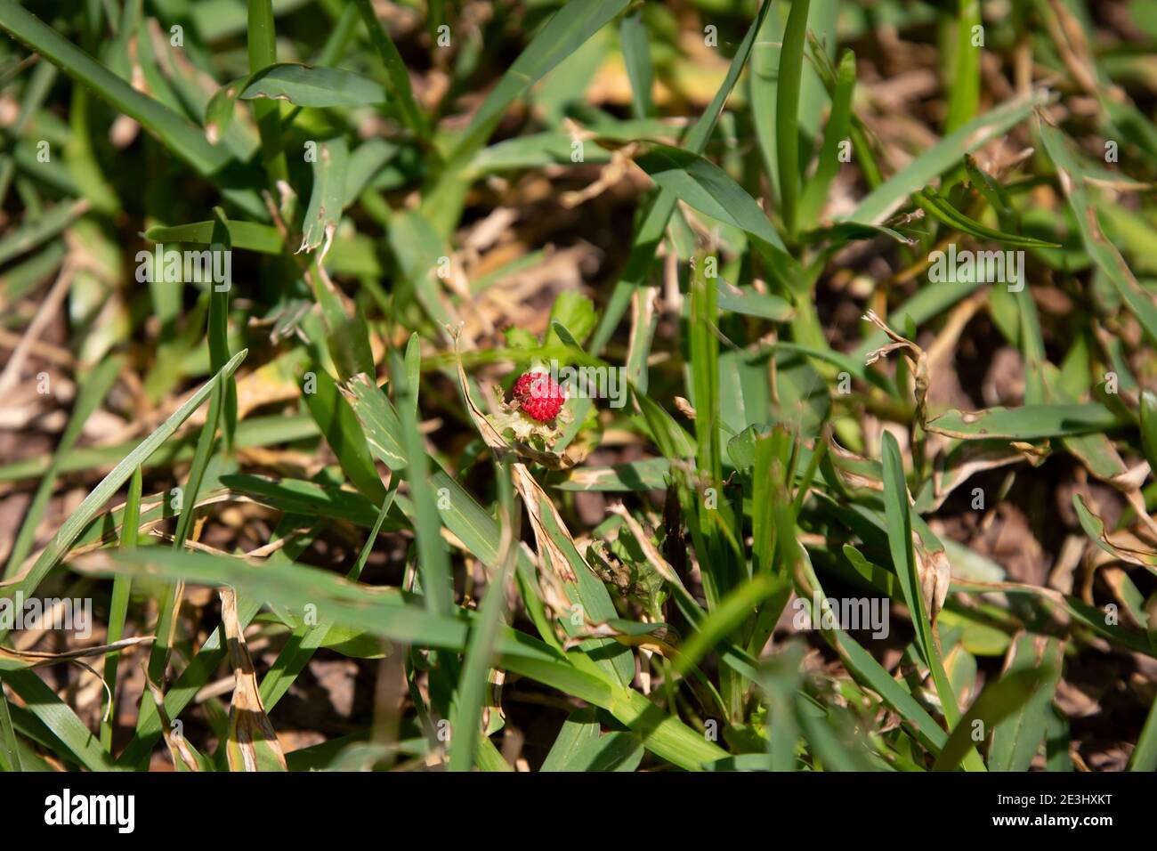 Single sweet grass hi-res stock photography and images - Alamy