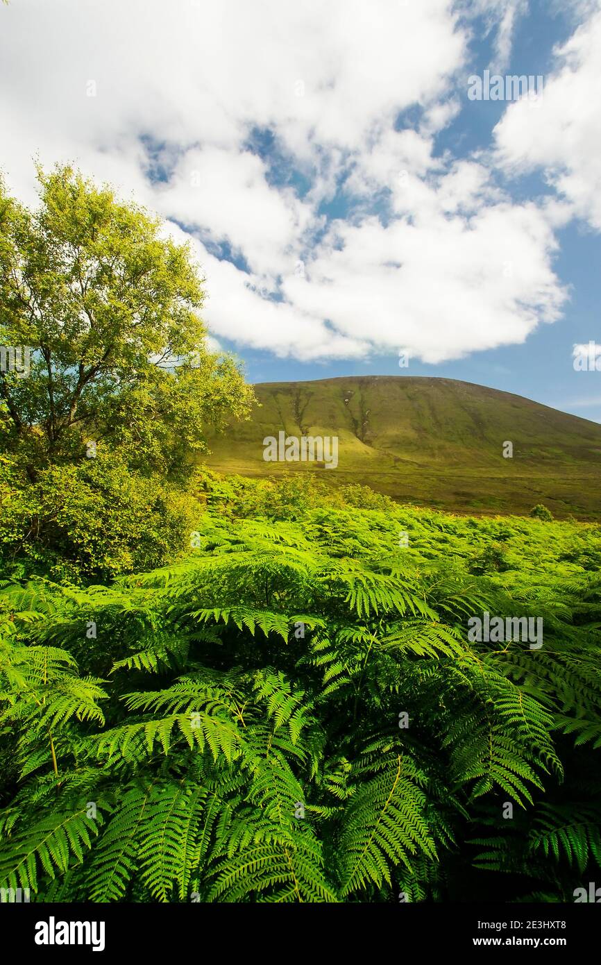 Fern Hill By The Sea