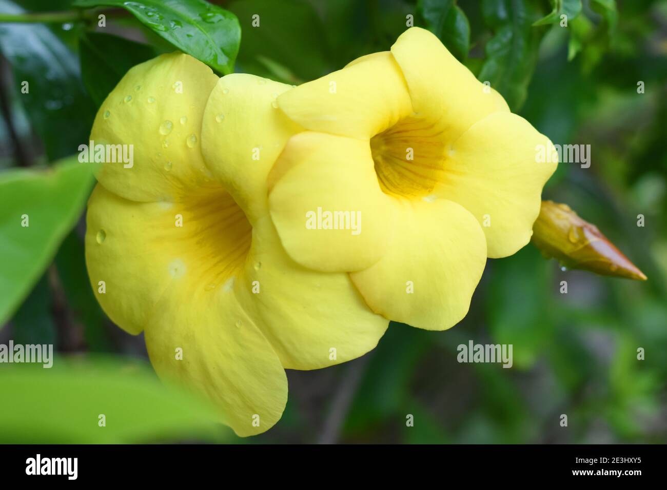 Allamanda latifolia hi-res stock photography and images - Alamy