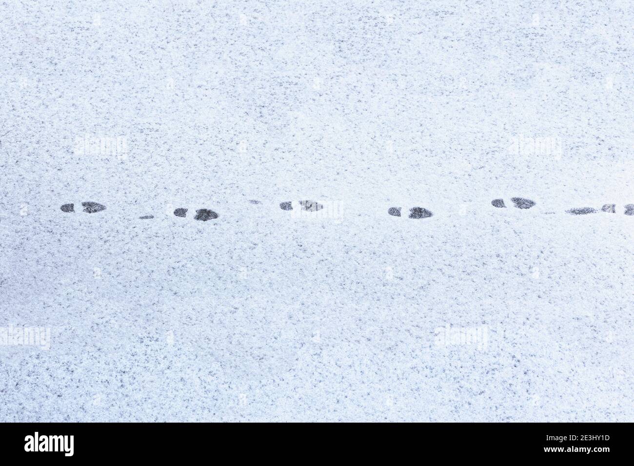 Single line of footsteps in fresh snow, top view Stock Photo - Alamy