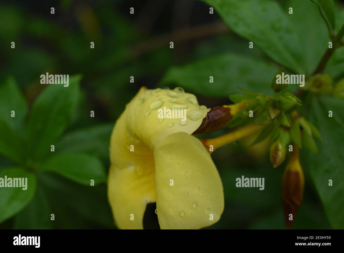 Allamanda flower hi-res stock photography and images - Alamy