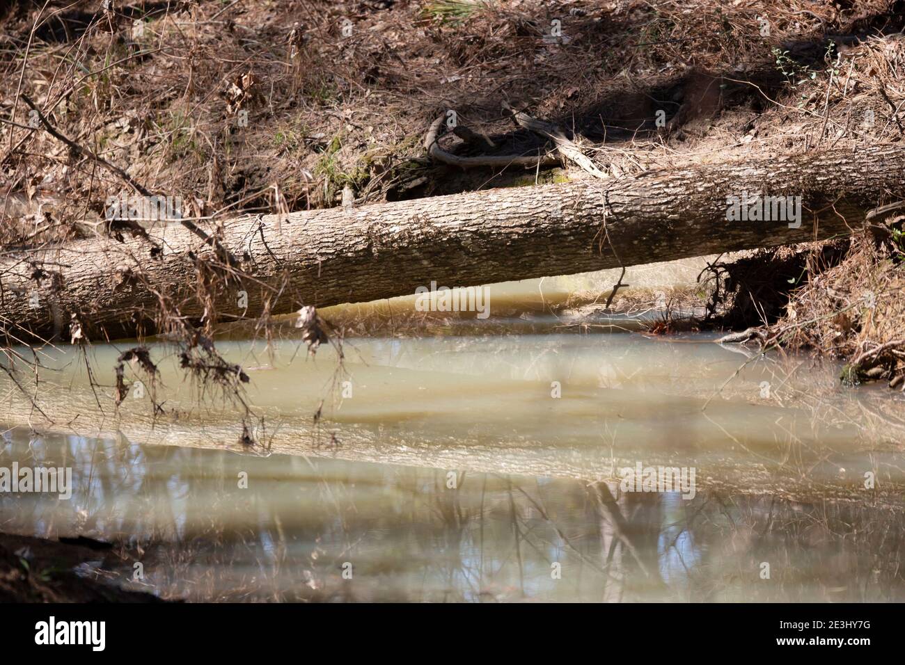 Fallen log laying across a shallow, stagnant creek Stock Photo - Alamy