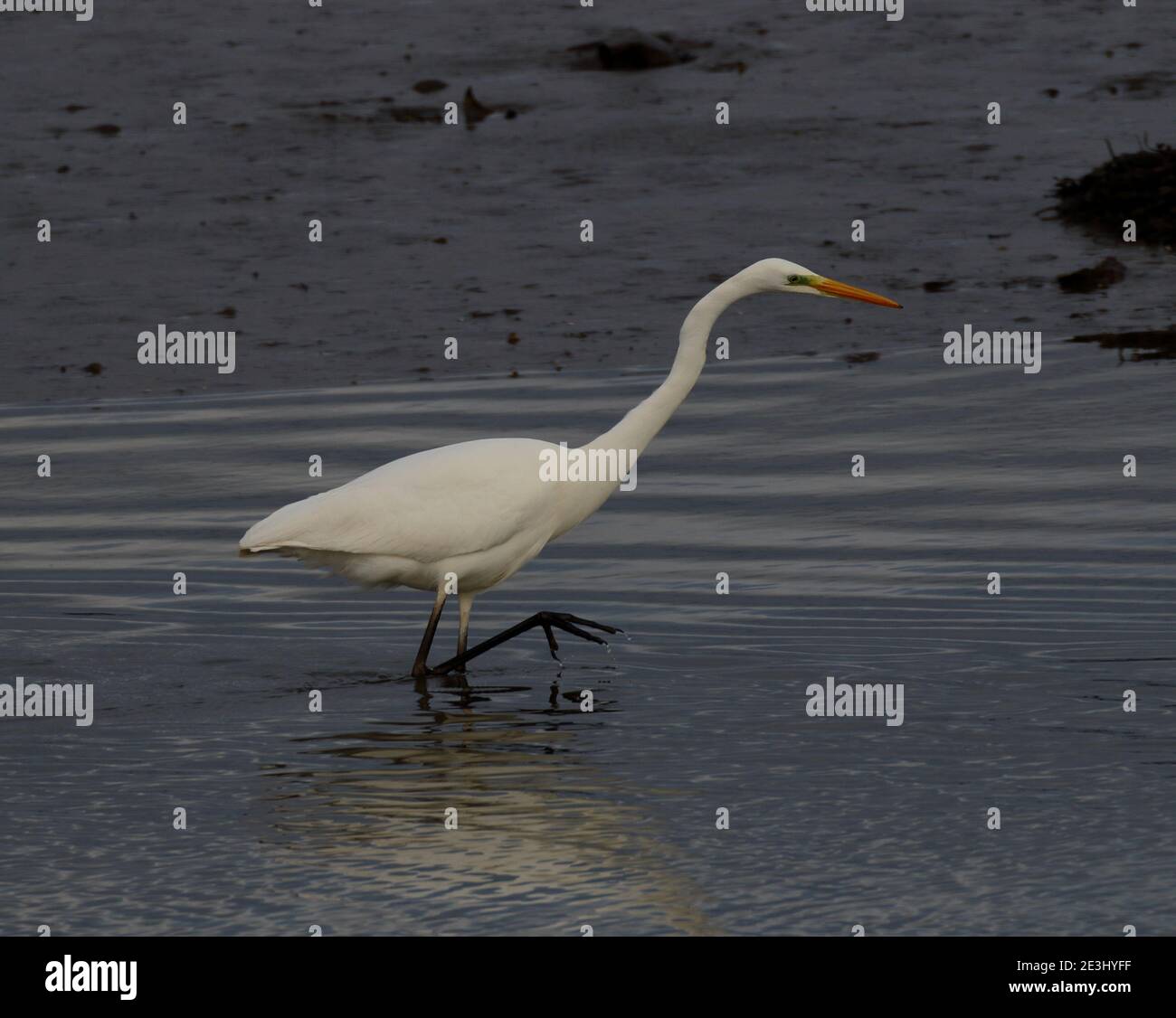 Great white egret, grey heron and little egret Stock Photo - Alamy