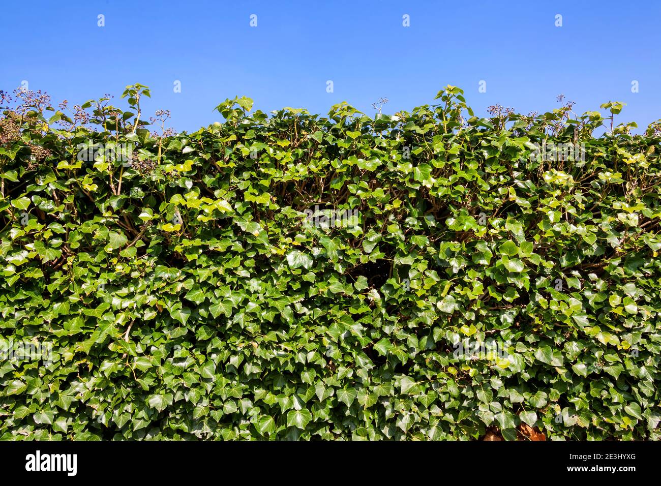Neatly cut green Ivy (hedera) hedge shrub background with a clear blue ...