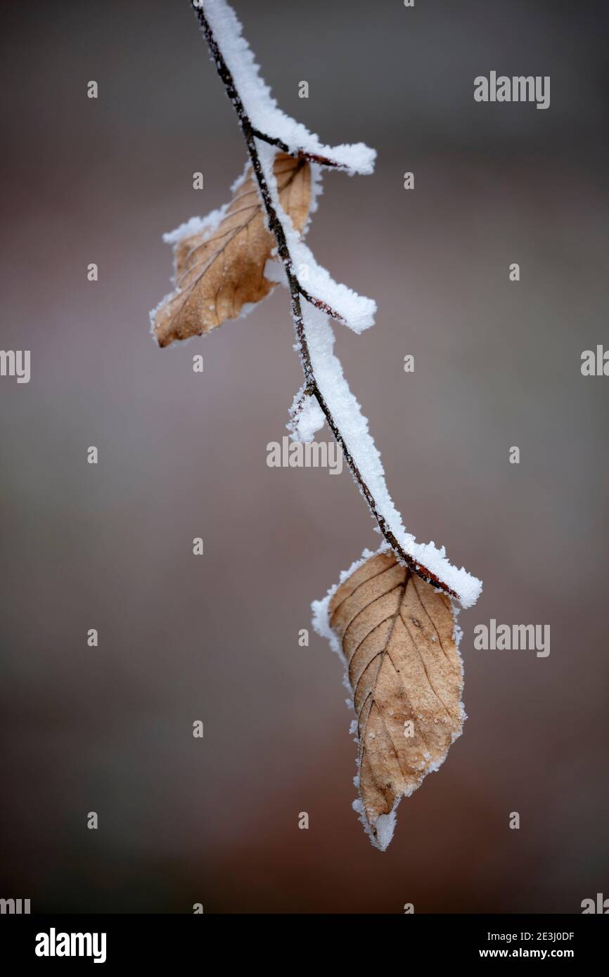 Beech tree leaves on twig covered in rime ice, Hampshire, UK Stock ...