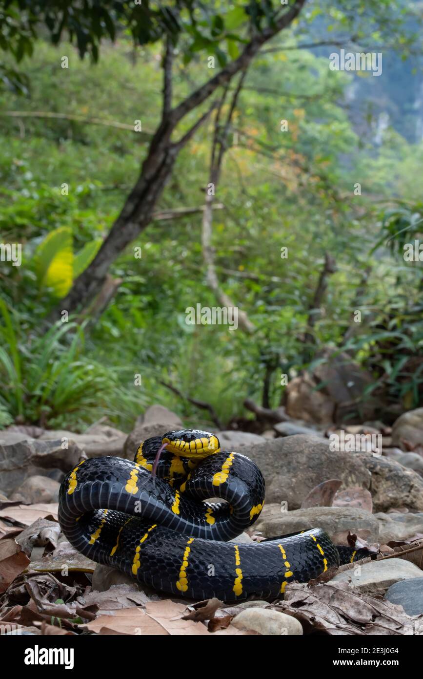 Black and yellow mangrove snake hi-res stock photography and images - Alamy
