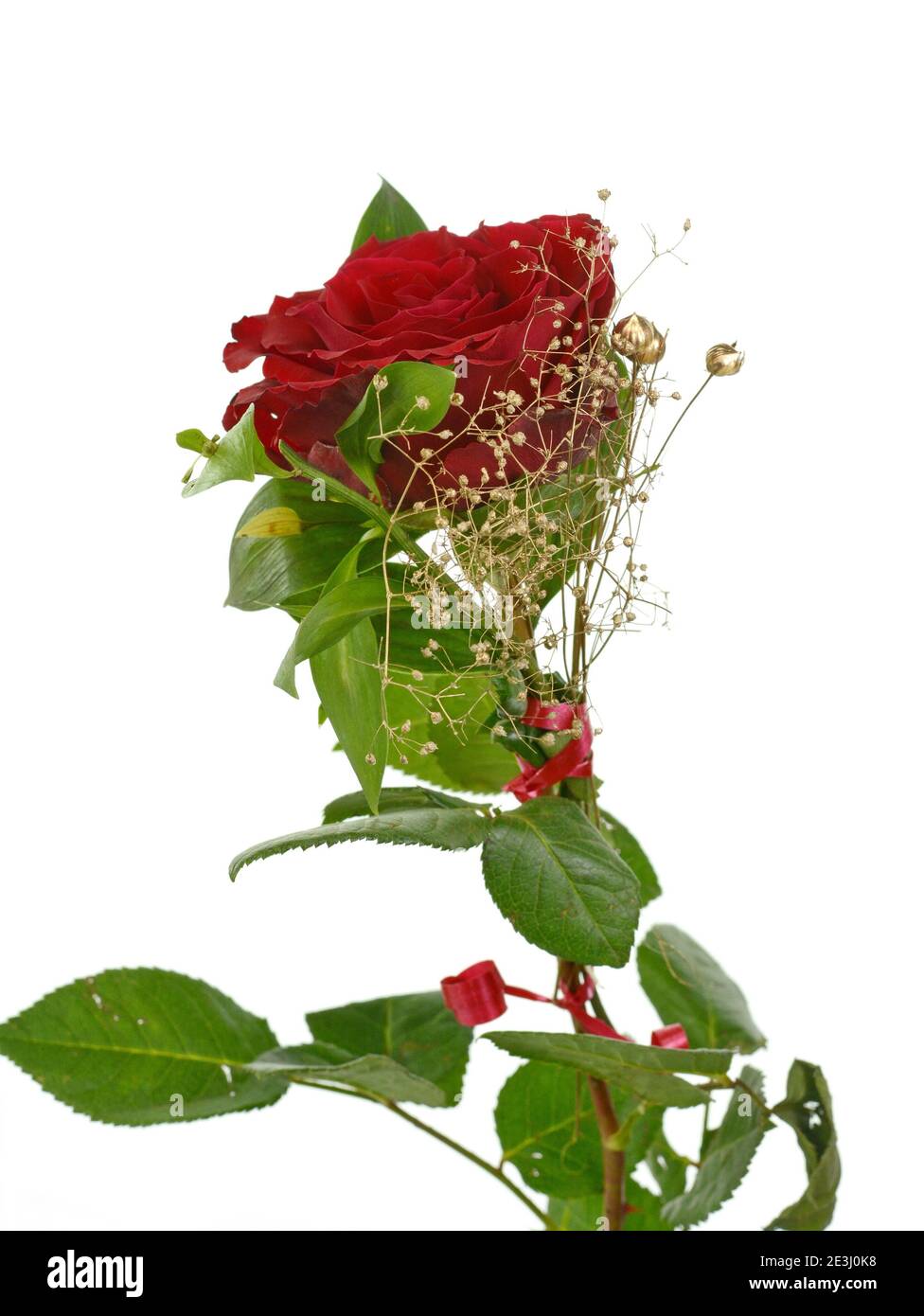 Red rose isolated on white background Stock Photo - Alamy