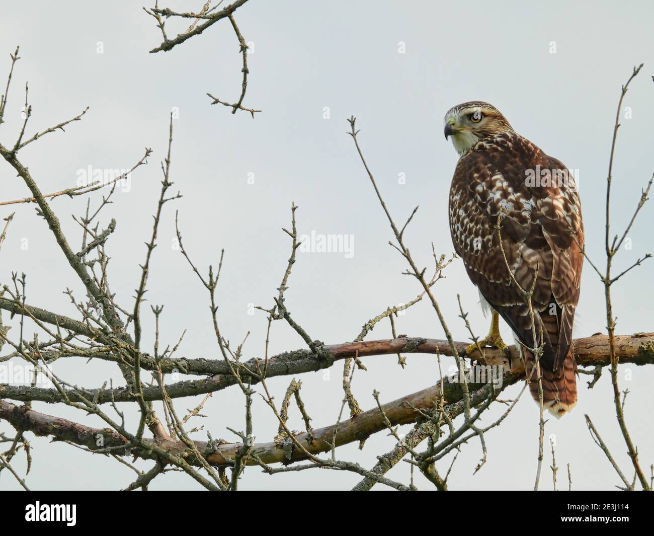 Perched Red Tailed Hawk: A red-tailed hawk bird of prey perched on a ...