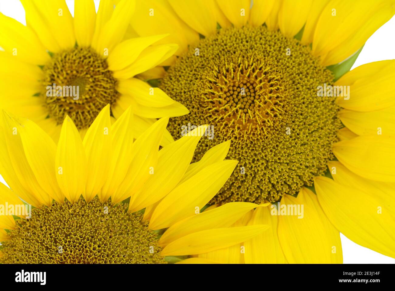 Beautiful light yellow sunflower isolated Stock Photo - Alamy
