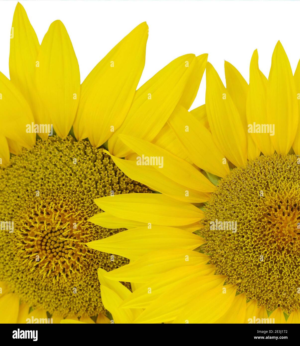 Beautiful light yellow sunflower isolated Stock Photo - Alamy