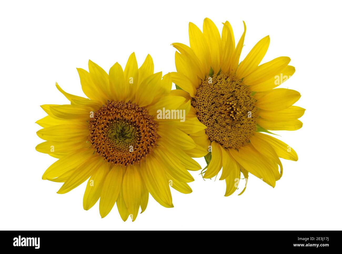 Beautiful light yellow sunflower isolated Stock Photo - Alamy
