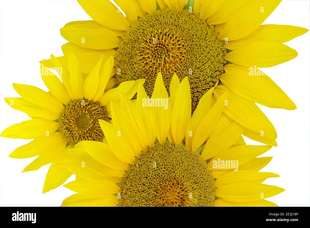 Beautiful light yellow sunflower isolated Stock Photo - Alamy